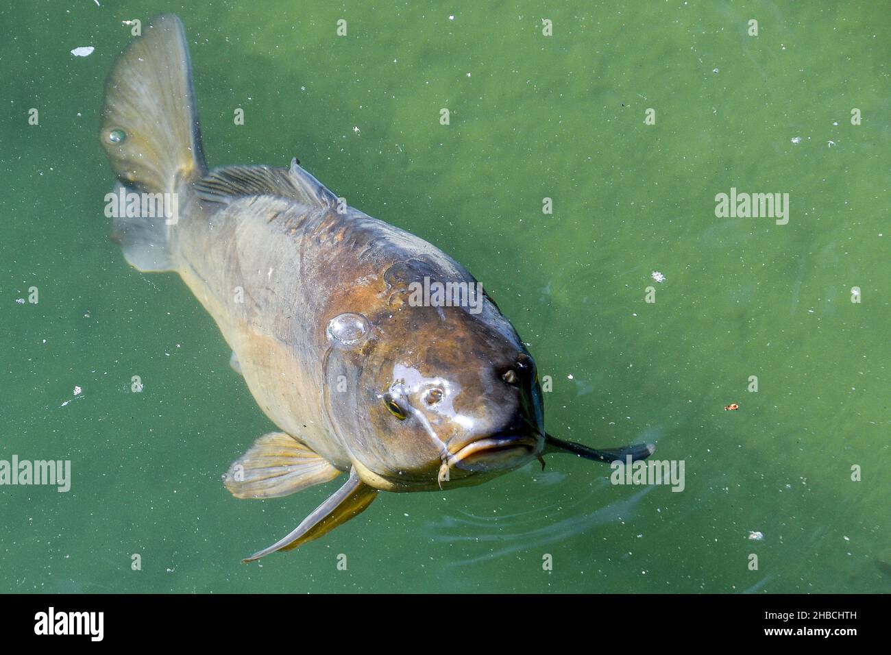 carp fish , water lake Stock Photo - Alamy