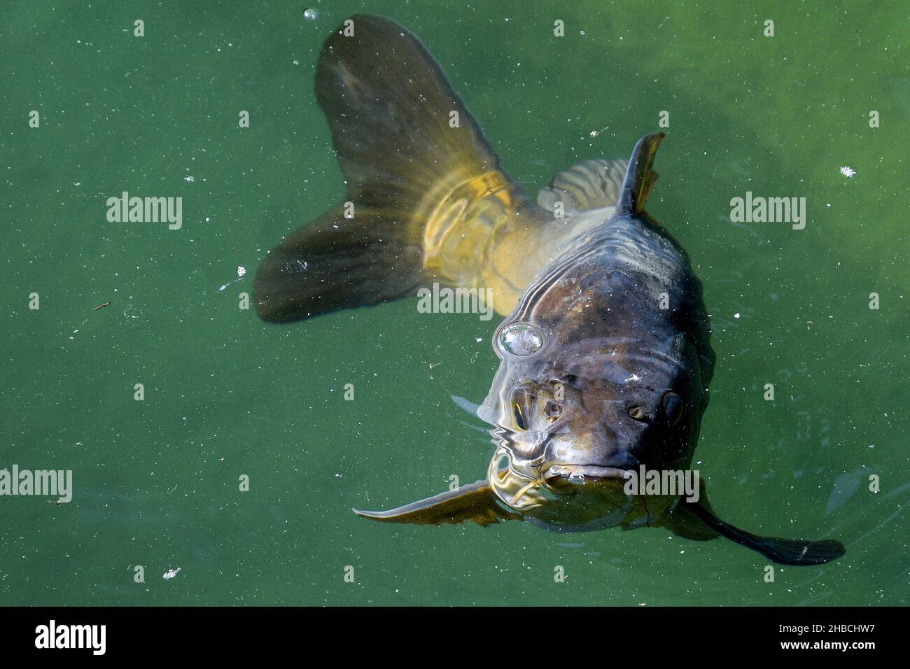 carp fish , water lake Stock Photo - Alamy