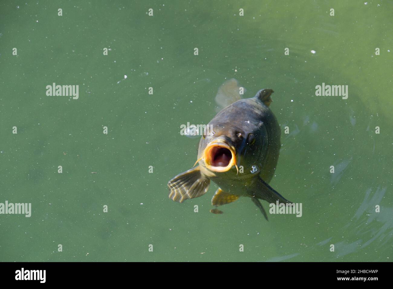 carp fish , water lake Stock Photo - Alamy
