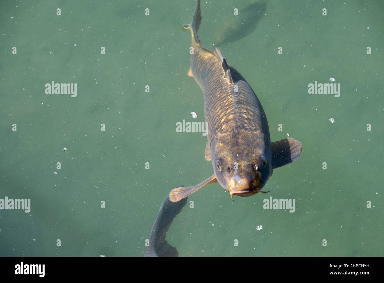 carp fish , water lake Stock Photo - Alamy