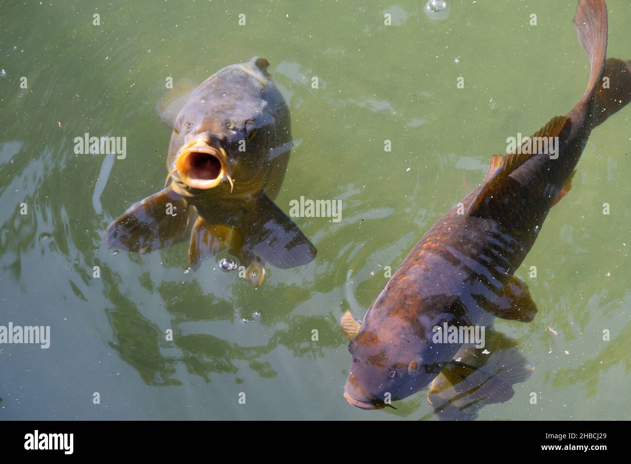 carp fish , water lake Stock Photo - Alamy