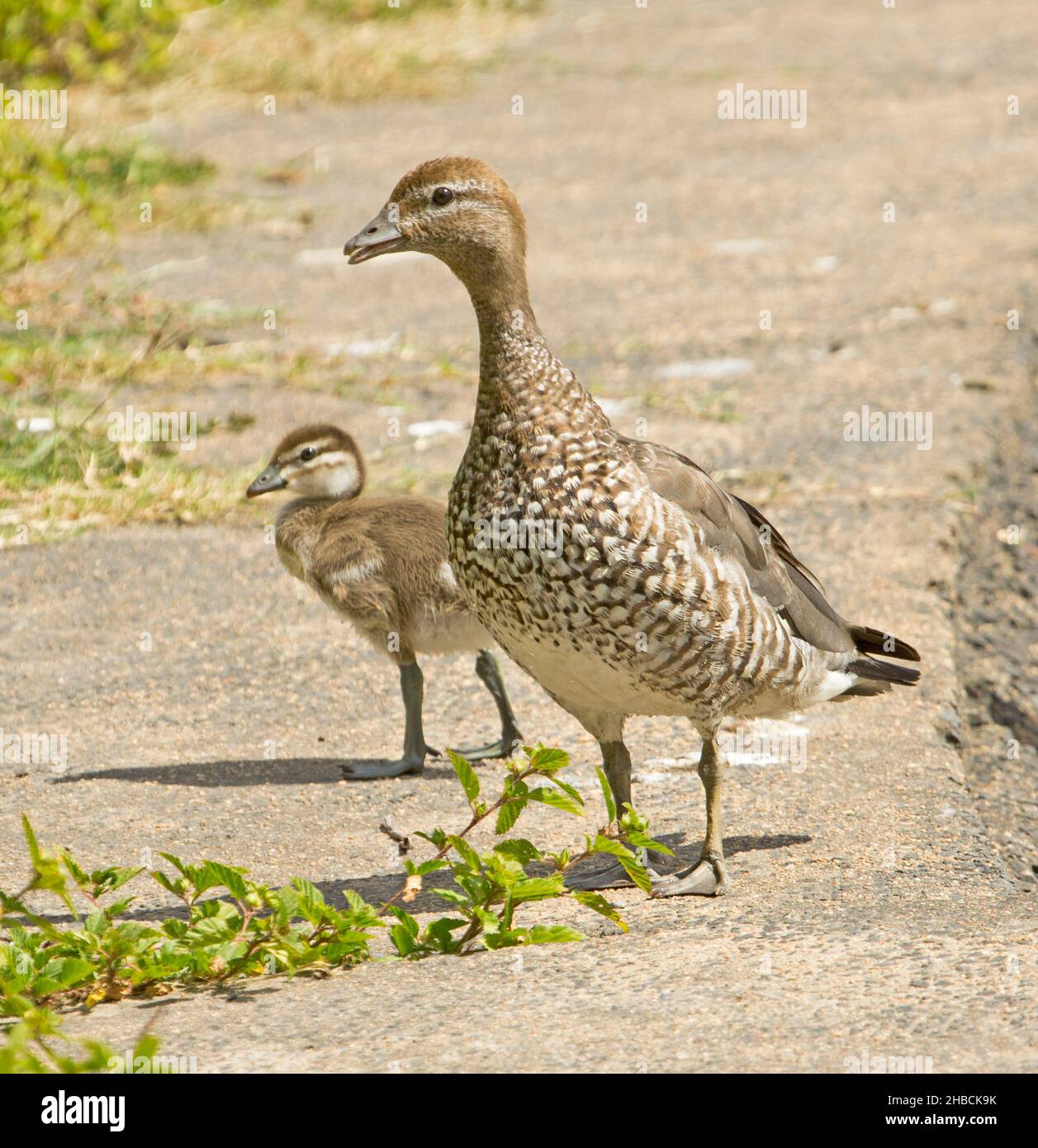 Female Wood Duck, Chenonetta jubata, with bill open and chirping, with ...