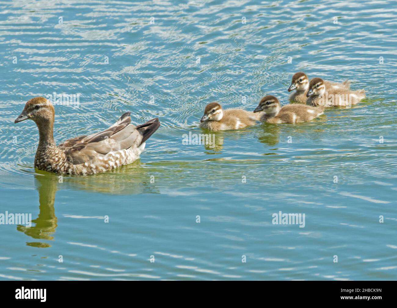 Female Wood Duck, Chenonetta jubata, followed by group of ducklings ...
