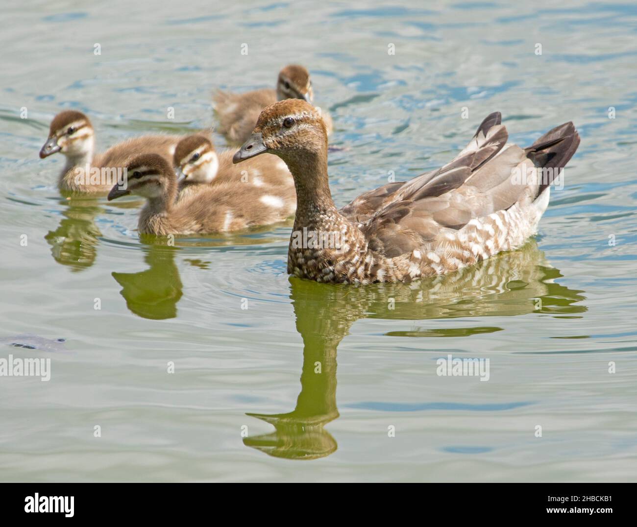 Wood duck chick hi-res stock photography and images - Alamy