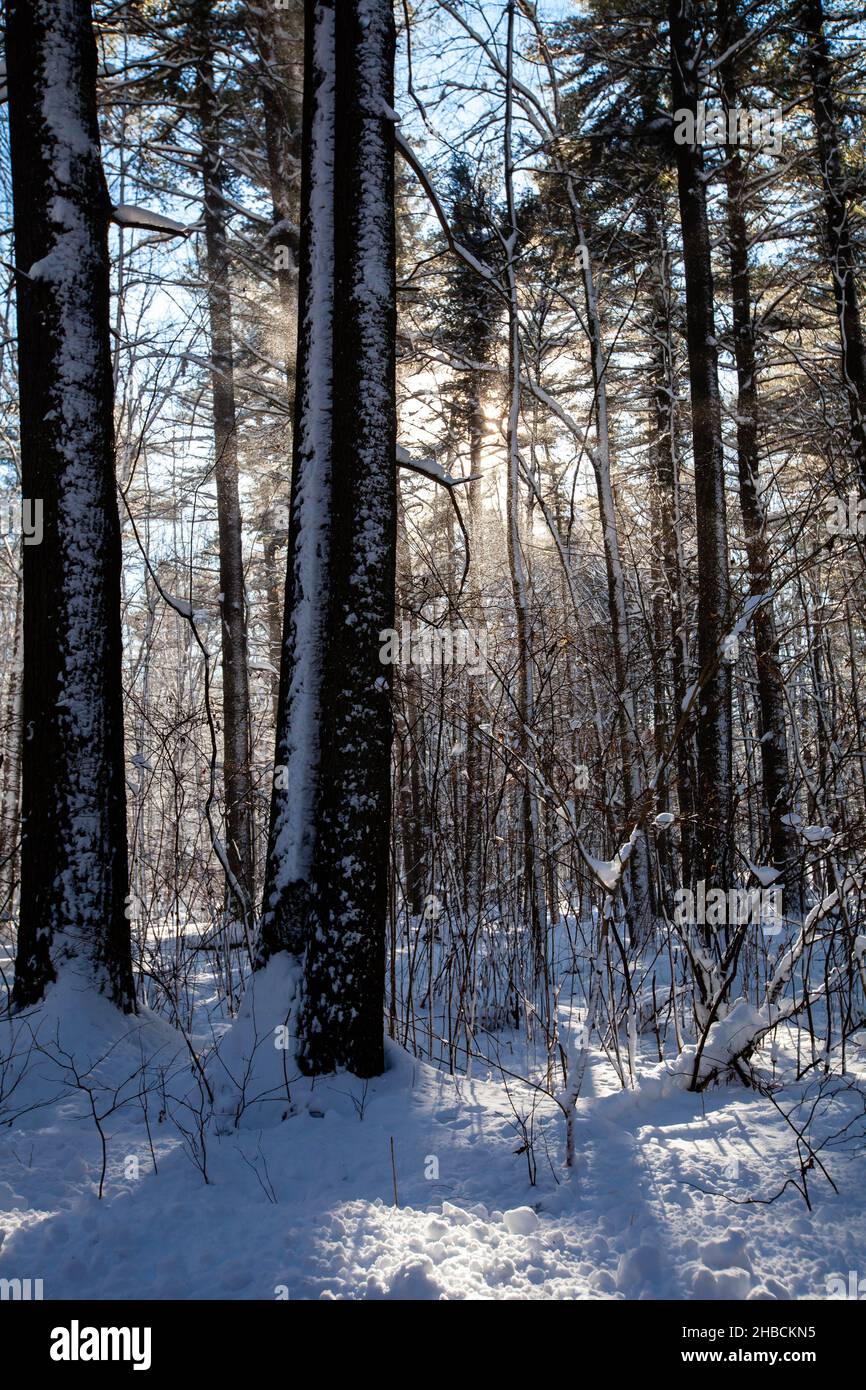 Wind blowing snow off the trees in Council Grounds State Park, Merrill ...