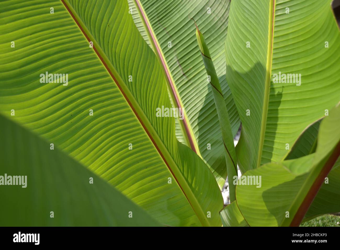 Green Striped Leaves of Young Palm Tree in the Sunshine. Close-up View ...
