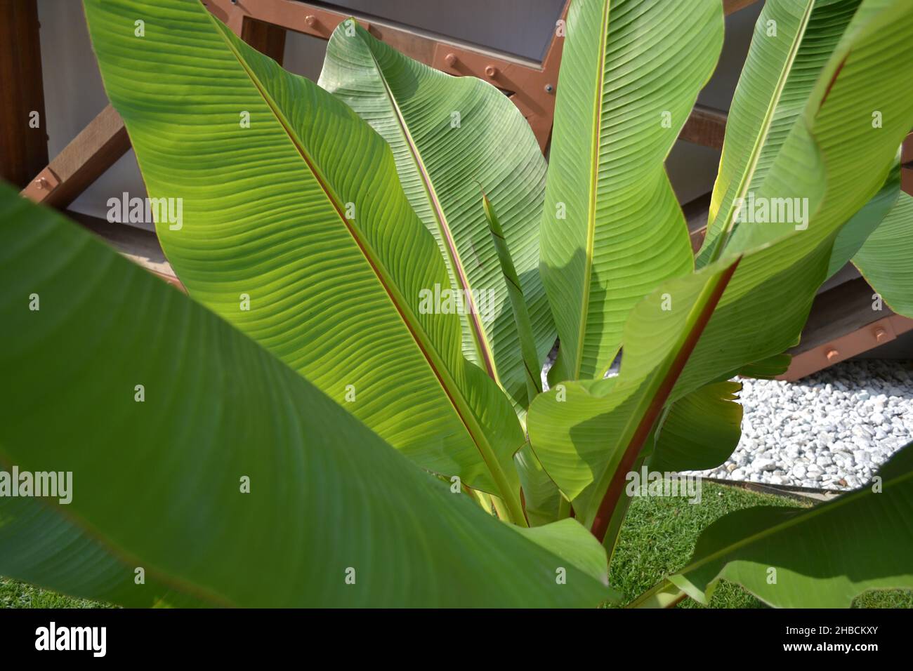 Green Striped Leaves of Young Palm Tree in the Sunshine with Wooden ...
