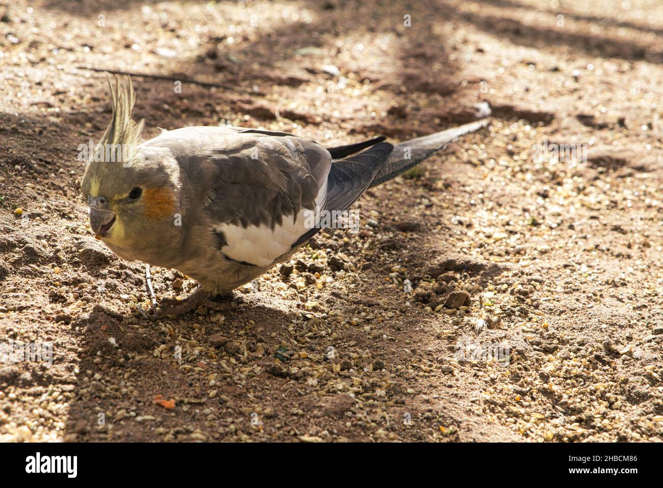 Cockatiel birds hi-res stock photography and images - Alamy