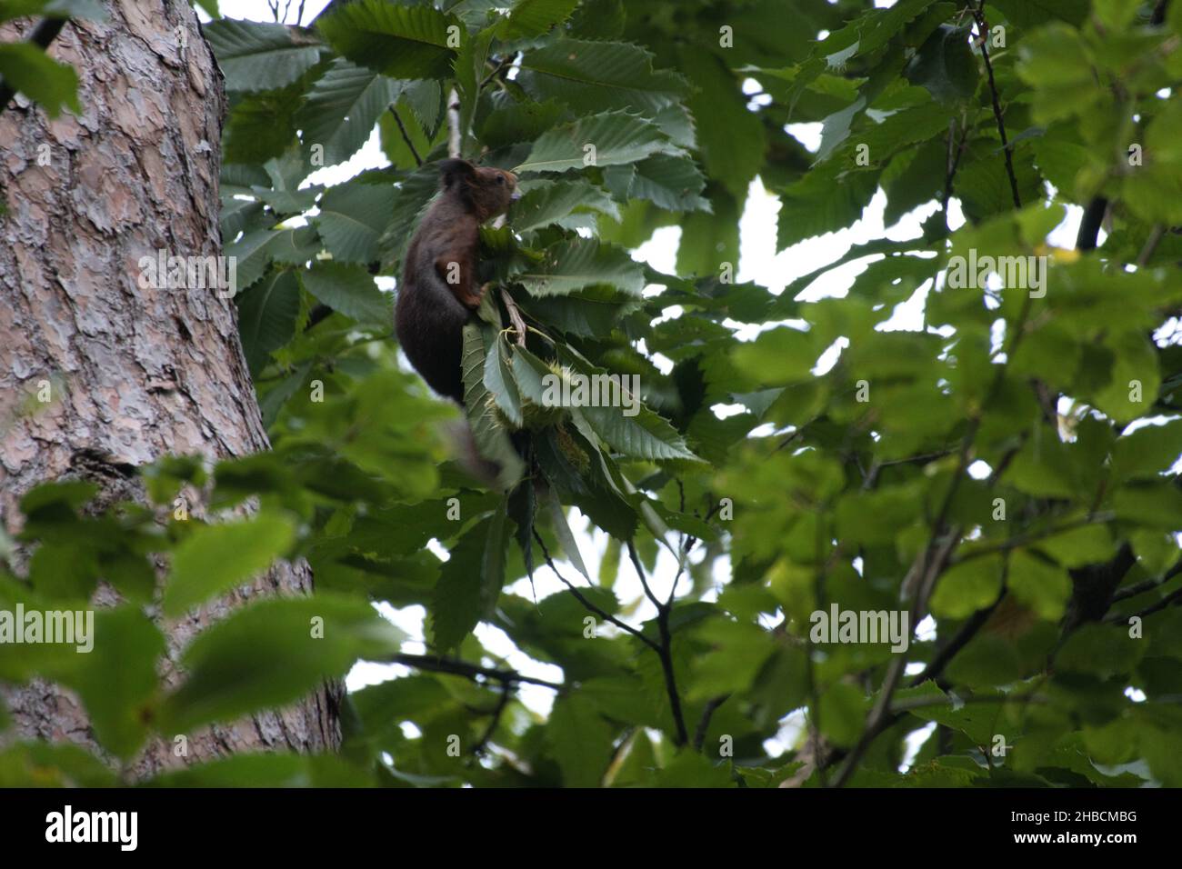 Closeup shot of a squirrel on a chestnut tree Stock Photo - Alamy