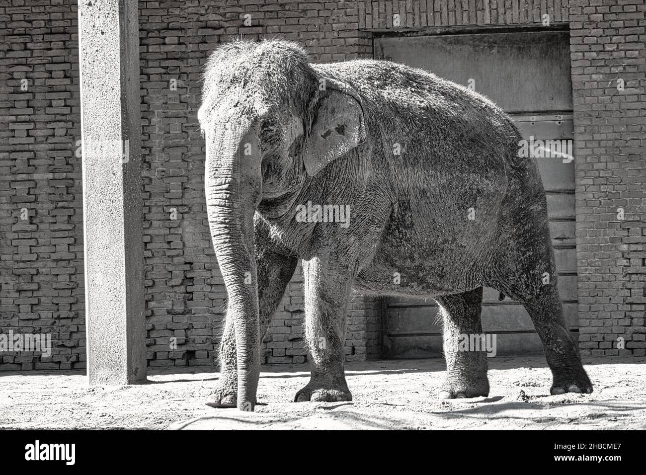 Greyscale elephant hi-res stock photography and images - Alamy