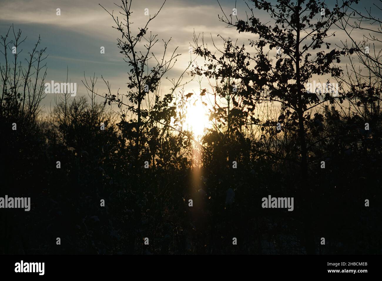 Setting sun behind trees in the forest hi-res stock photography and ...