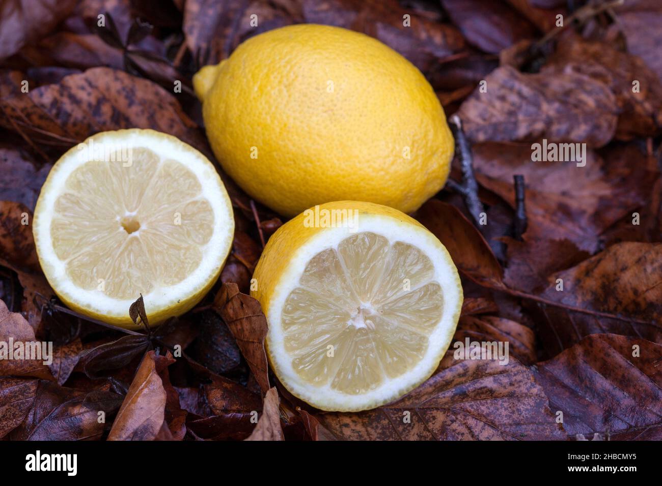 Lemon in the withered leaves. Autumn is the time for lemons Stock Photo ...