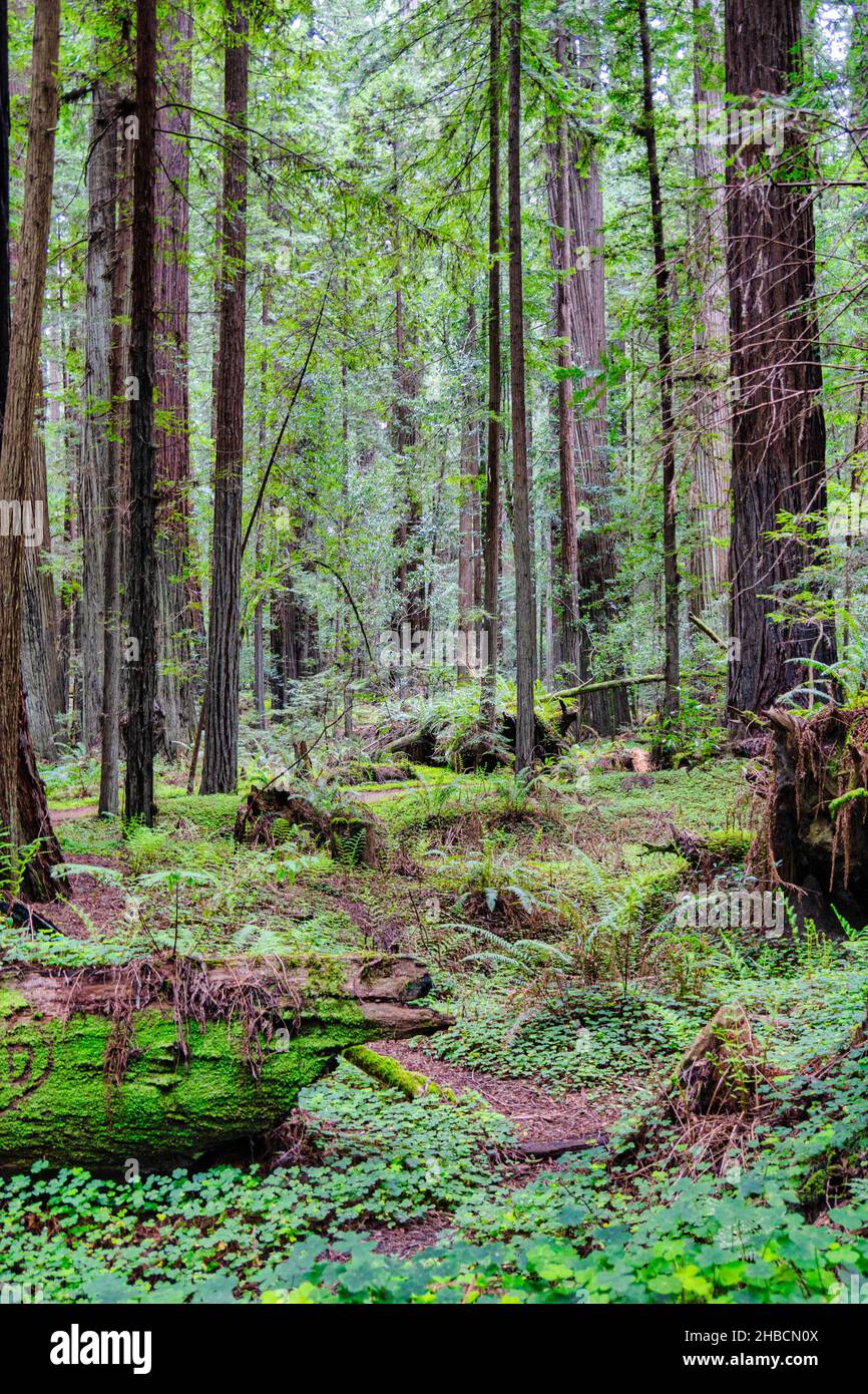 Giant sequoia tree branches hi-res stock photography and images - Alamy