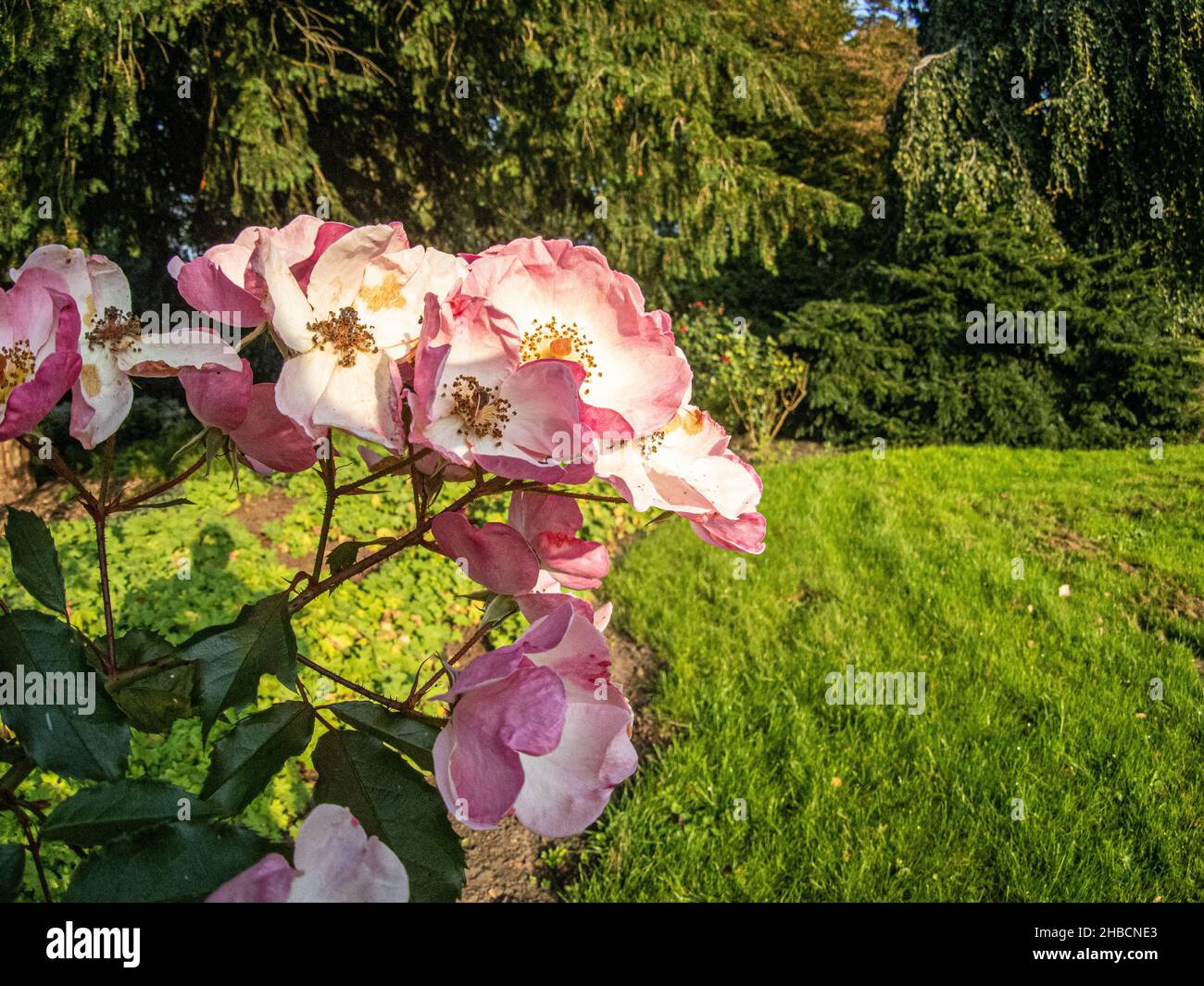 Closeup shot of beautiful pink Musk Rose Mozart flowers growing in the ...