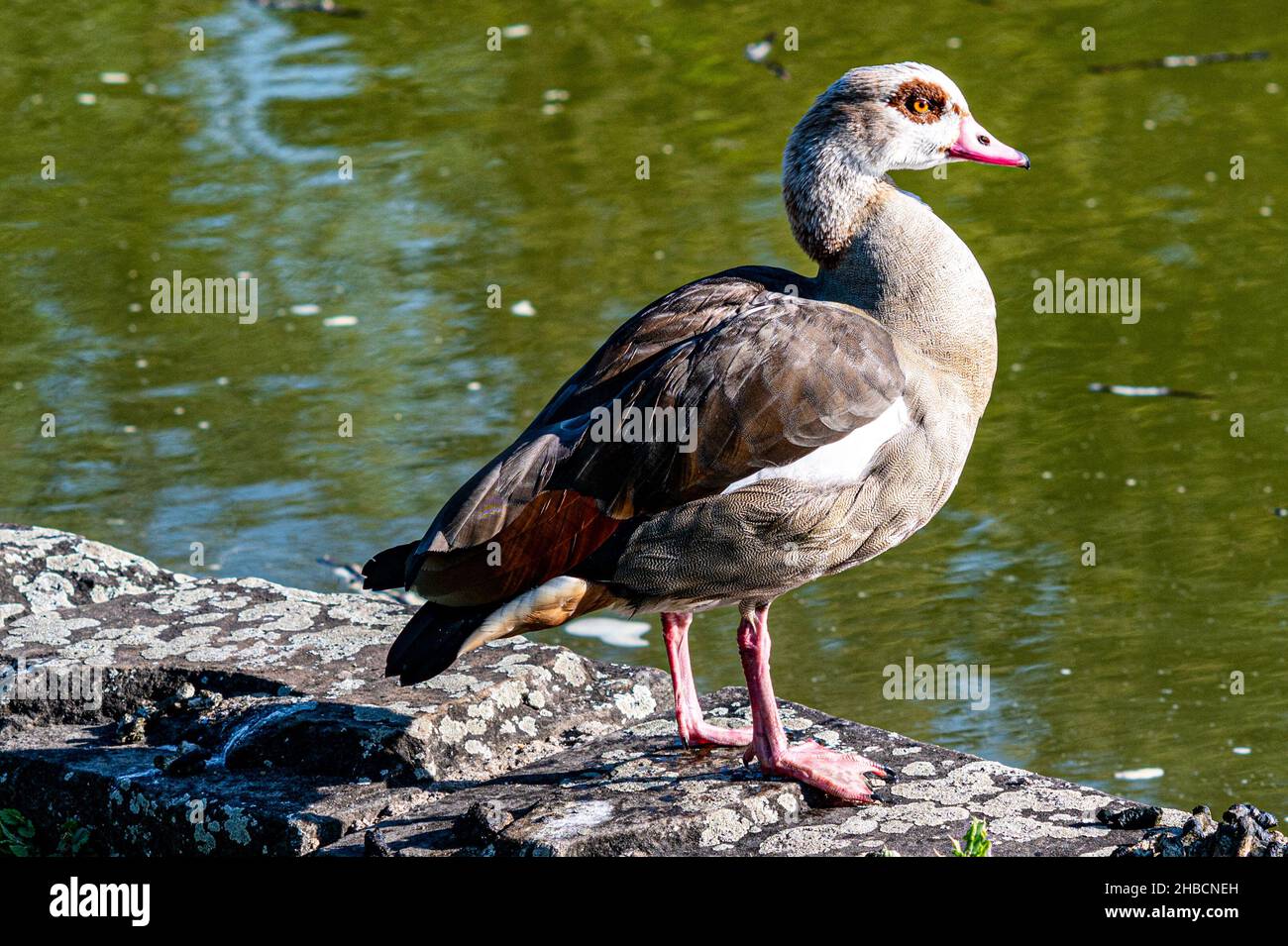 Egyptian Duck standing on the stone surface near the lake water under ...