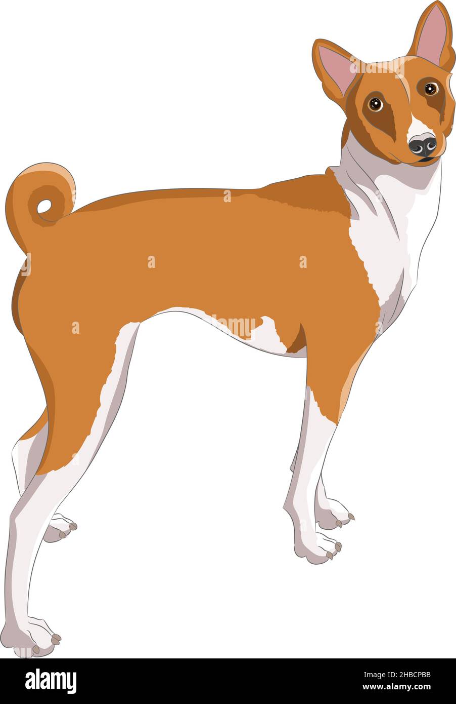 Drawing dog Basenji breed isolated on white background. Vector ...