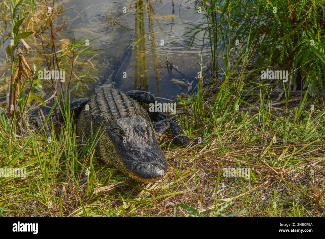 This American Alligator is at Burns Lake Campground in Big Cypress ...