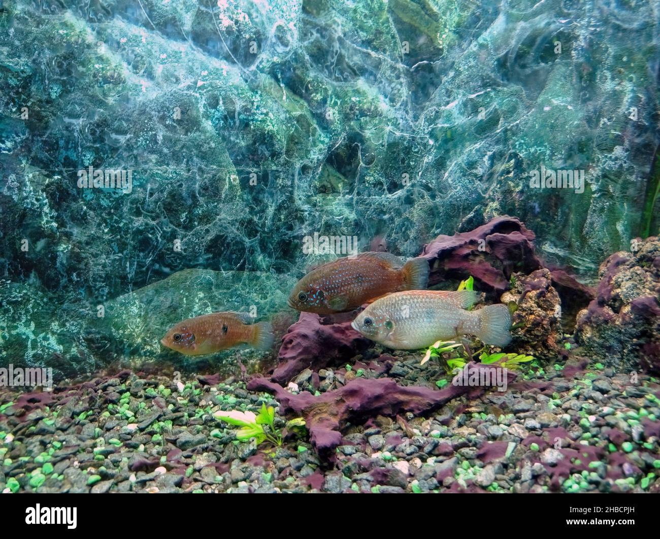 Tropical fish in a large aquarium. Natural aquarium representing ...