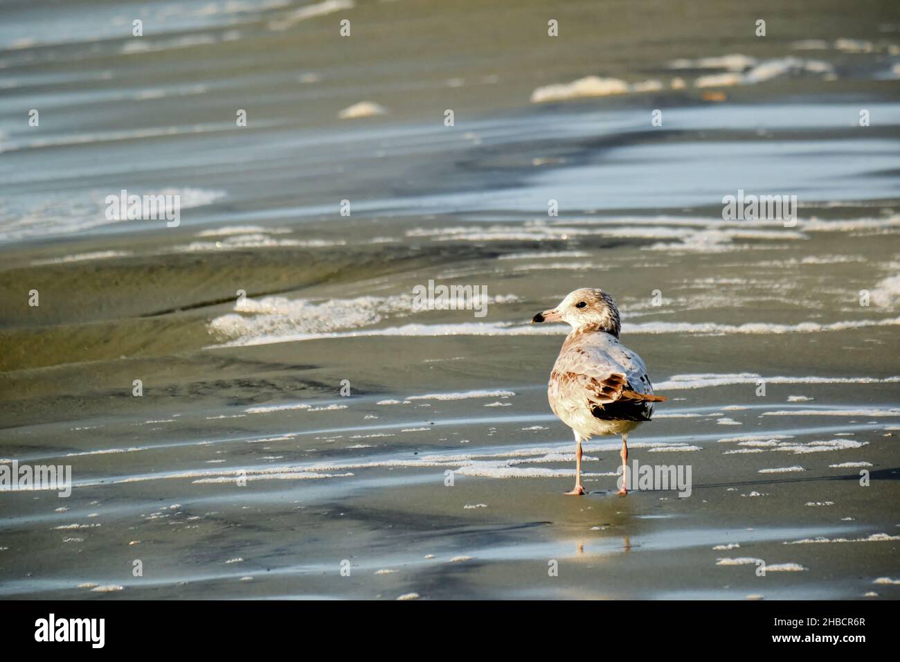 Herring stands hi-res stock photography and images - Alamy