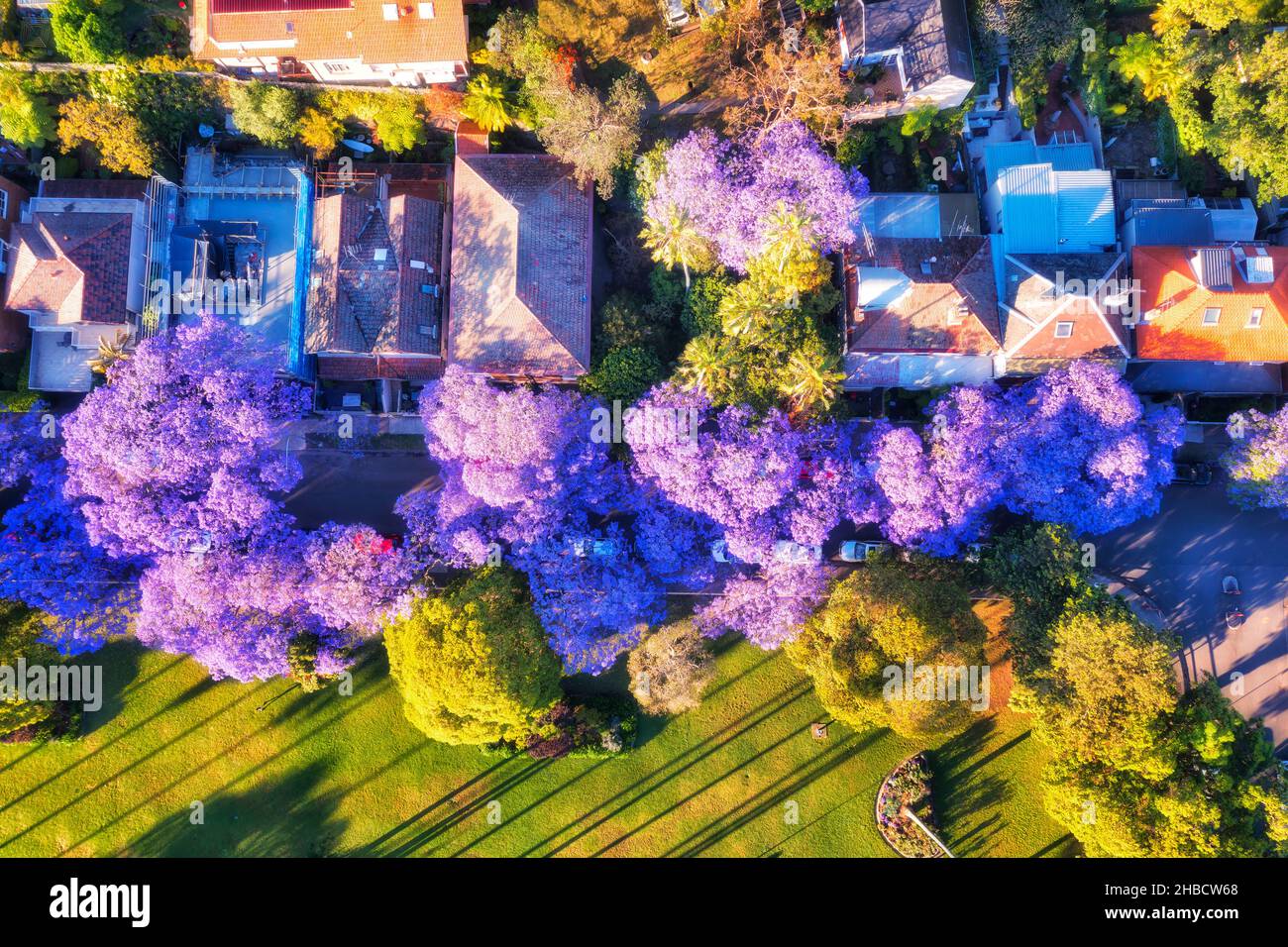 Jacaranda leaves hi-res stock photography and images - Alamy