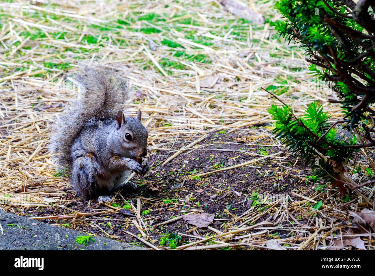 Gray squirrel eating a hazelnut on the ground next to bush Stock Photo ...