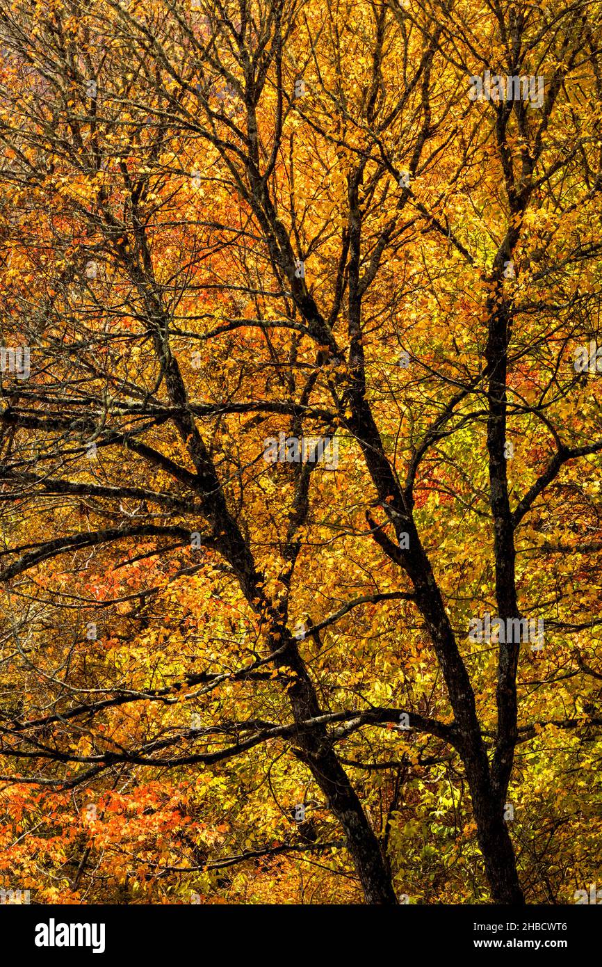USA, North Carolina, Great Smoky Mountains National Park, Autumn maple ...