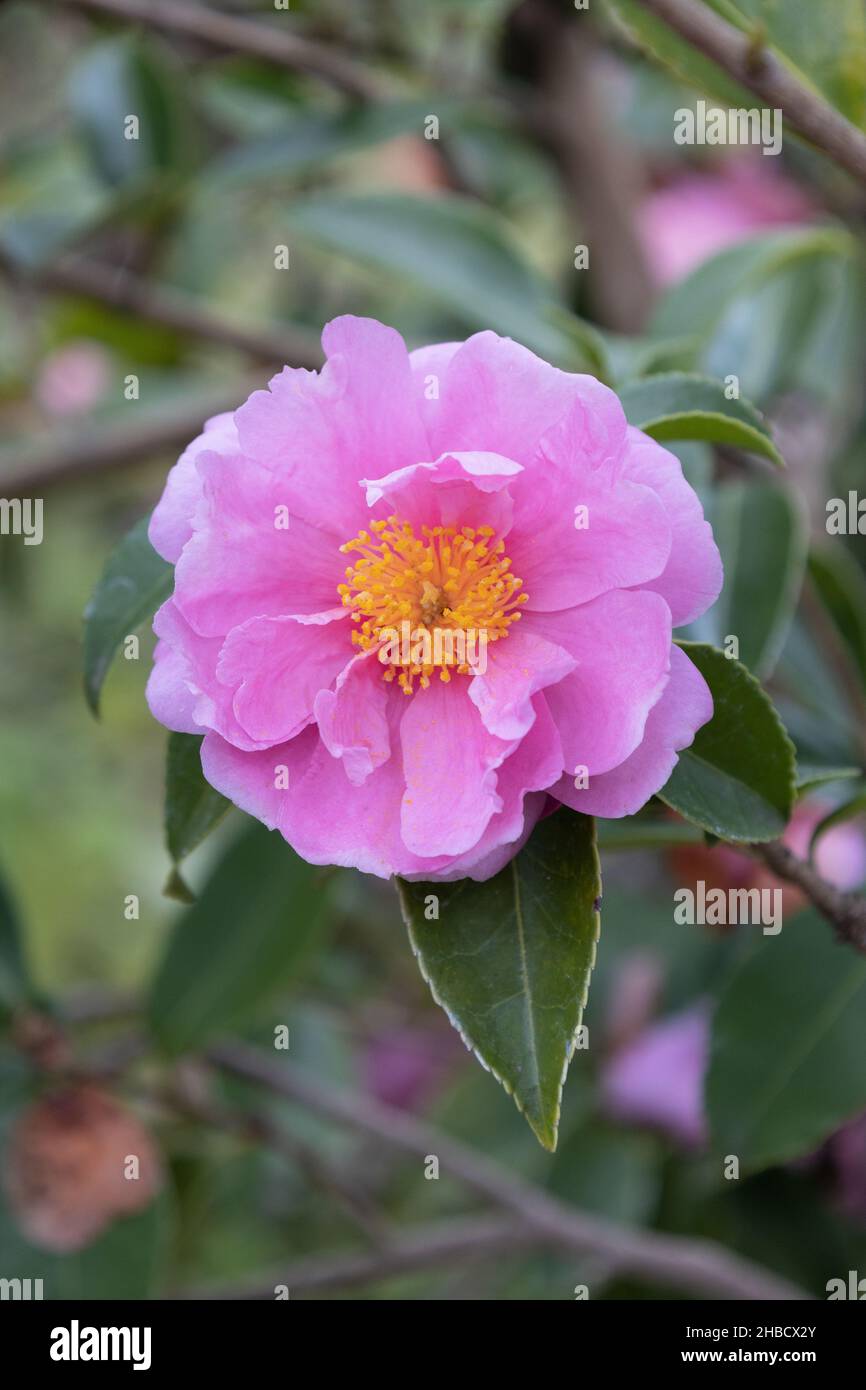Camellia 'Winter's Joy' flowering plant in a garden Stock Photo - Alamy