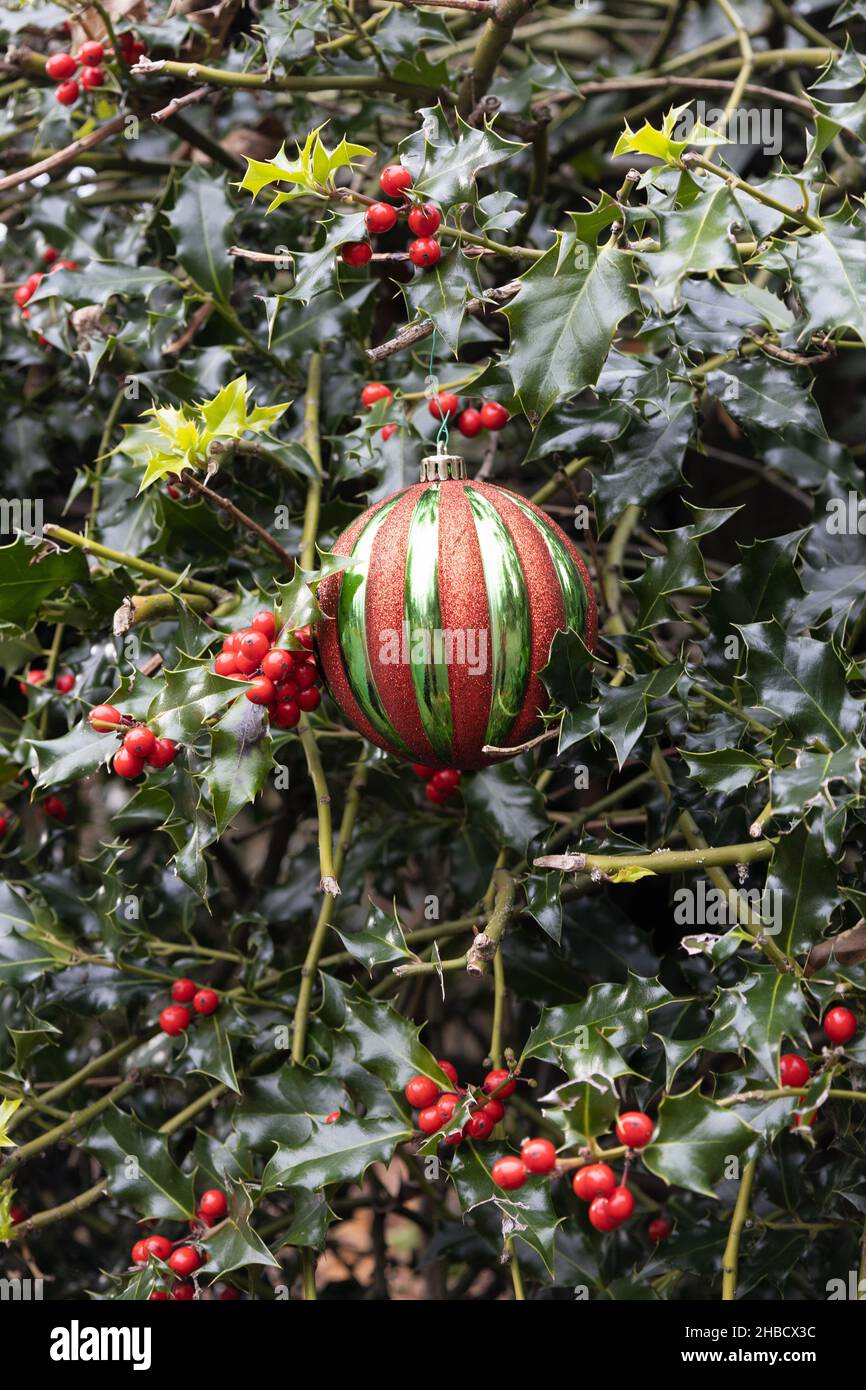 Holly tree holidays hi-res stock photography and images - Alamy