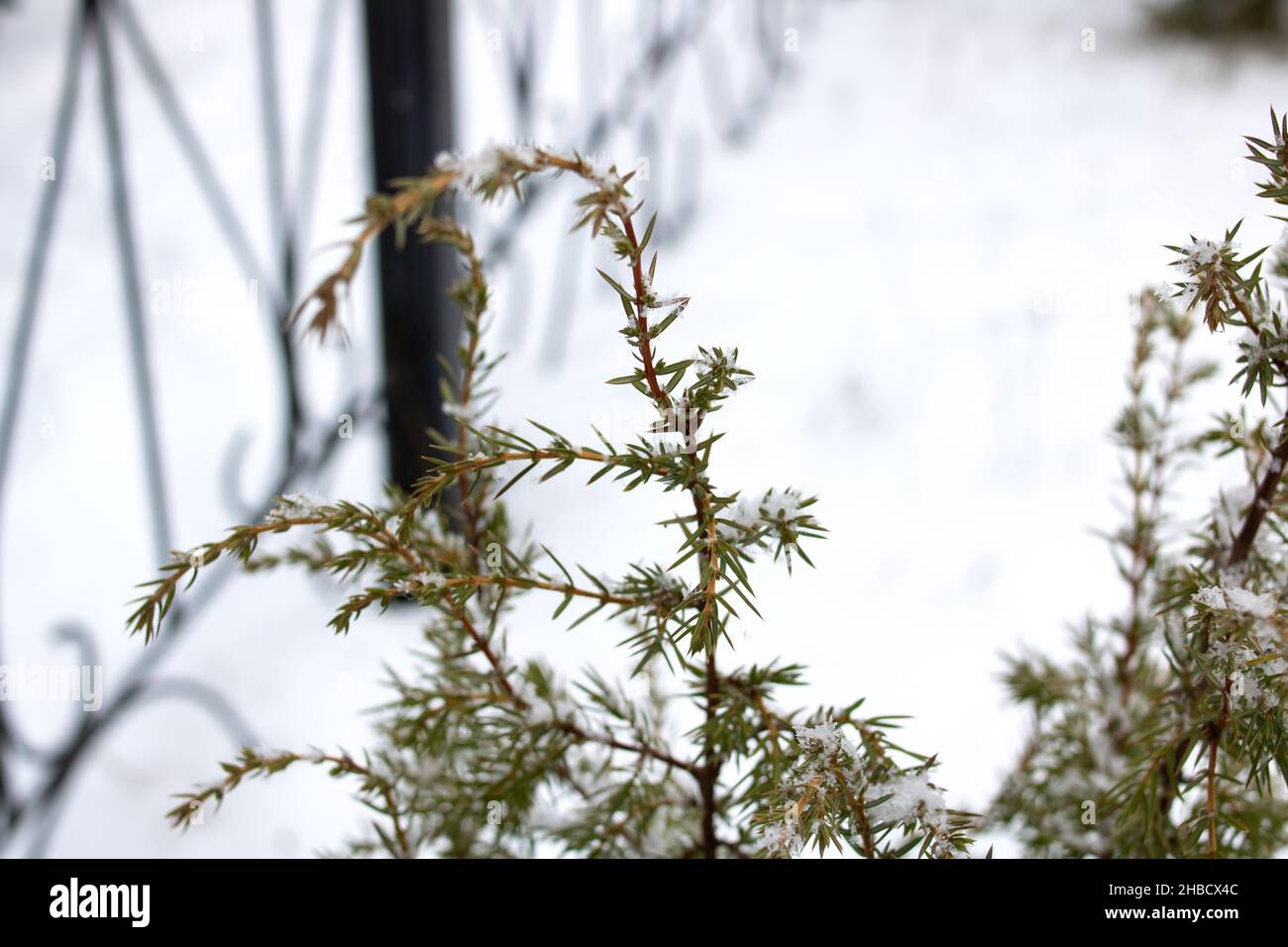 Tuya tree hi-res stock photography and images - Alamy