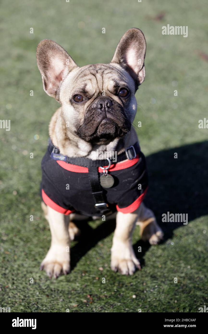 10-Month-Old fawn female Frenchie dressed up for winter day. Off-leash ...