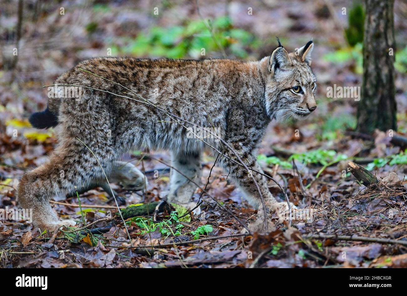 Lynxes born hi-res stock photography and images - Alamy