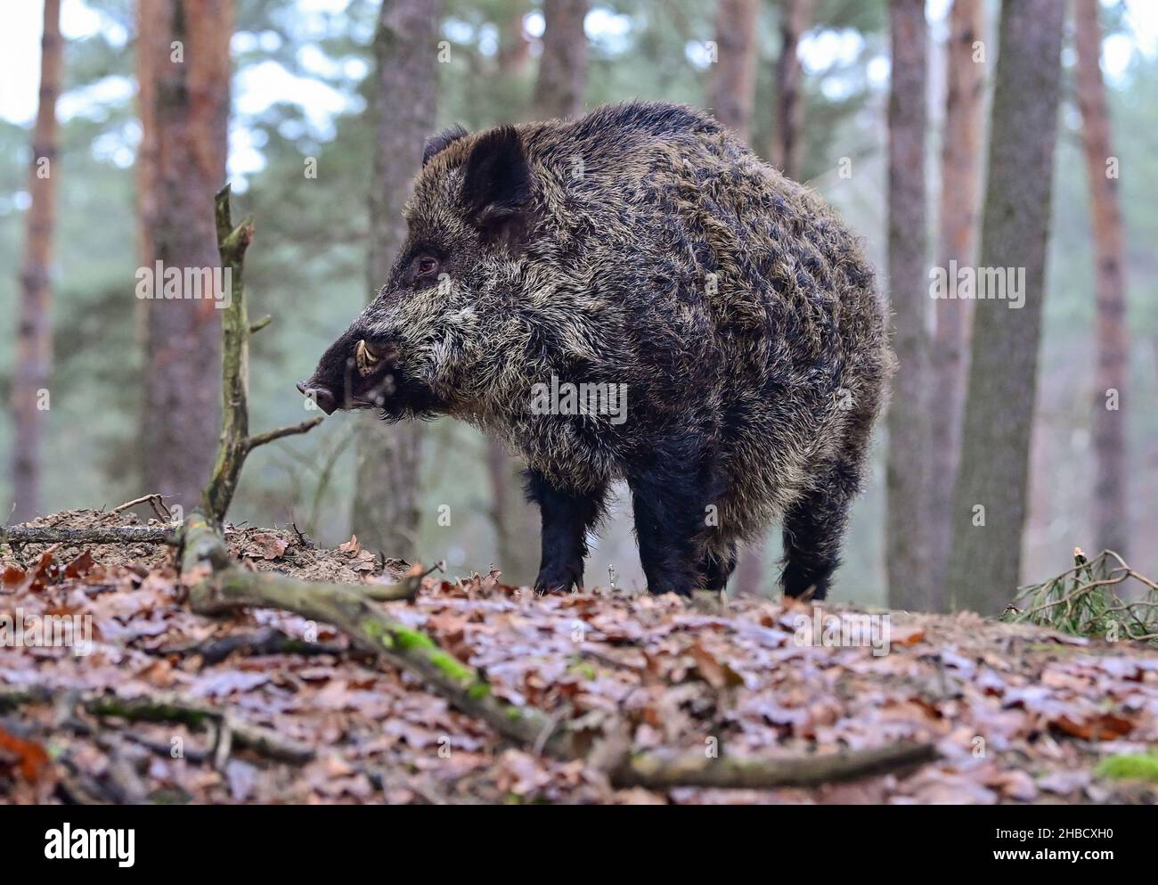Wild boar tusker on hi-res stock photography and images - Alamy