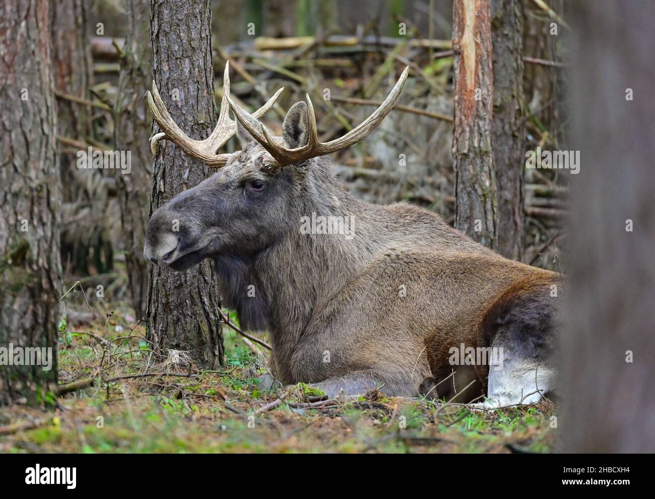 18 December 2021, Brandenburg, Groß Schönebeck: A bull moose lies between trees in its enclosure ...