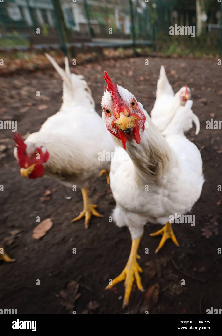 Broiler chickens hi-res stock photography and images - Alamy
