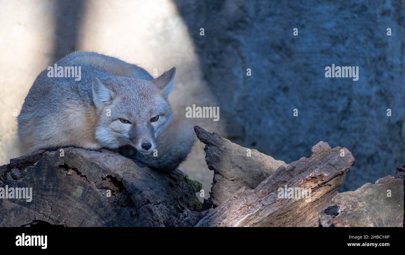 Swift fox resting on a log Stock Photo - Alamy