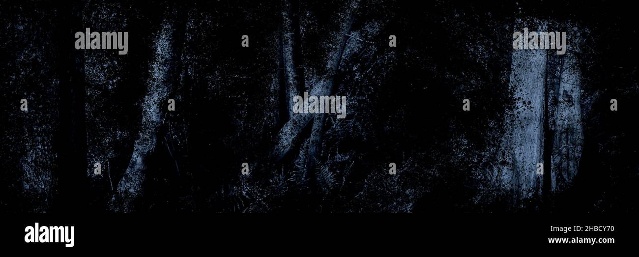 Dark spooky forest trees woods texture background for horror or ...