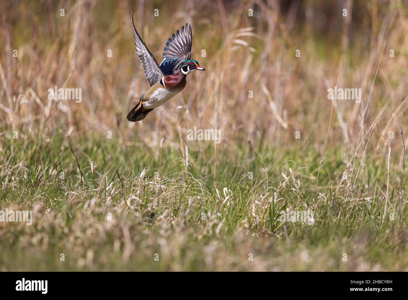 Wood Duck Flying Wallpaper
