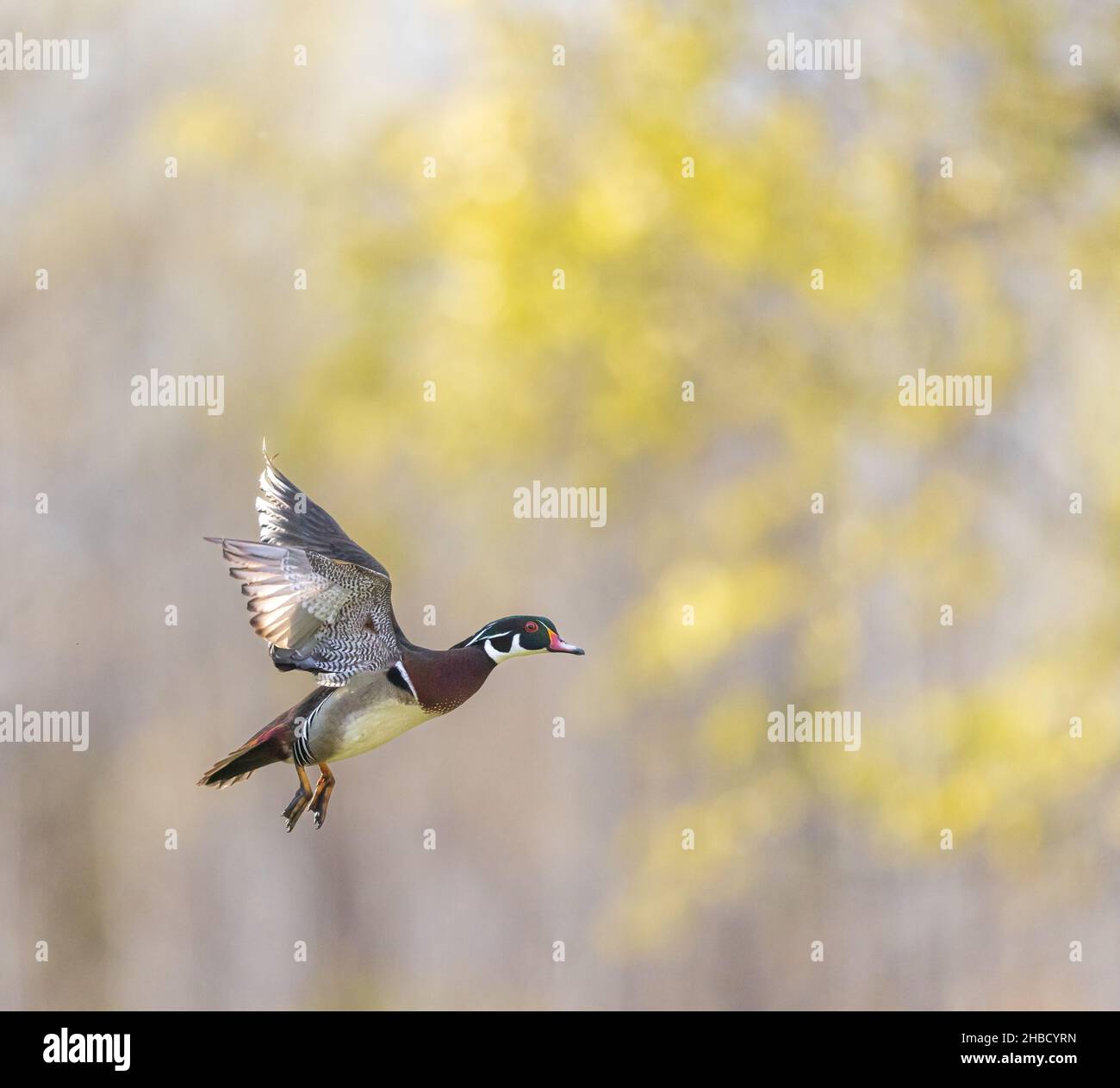 Drake wood duck in flight in northern Wisconsin Stock Photo - Alamy