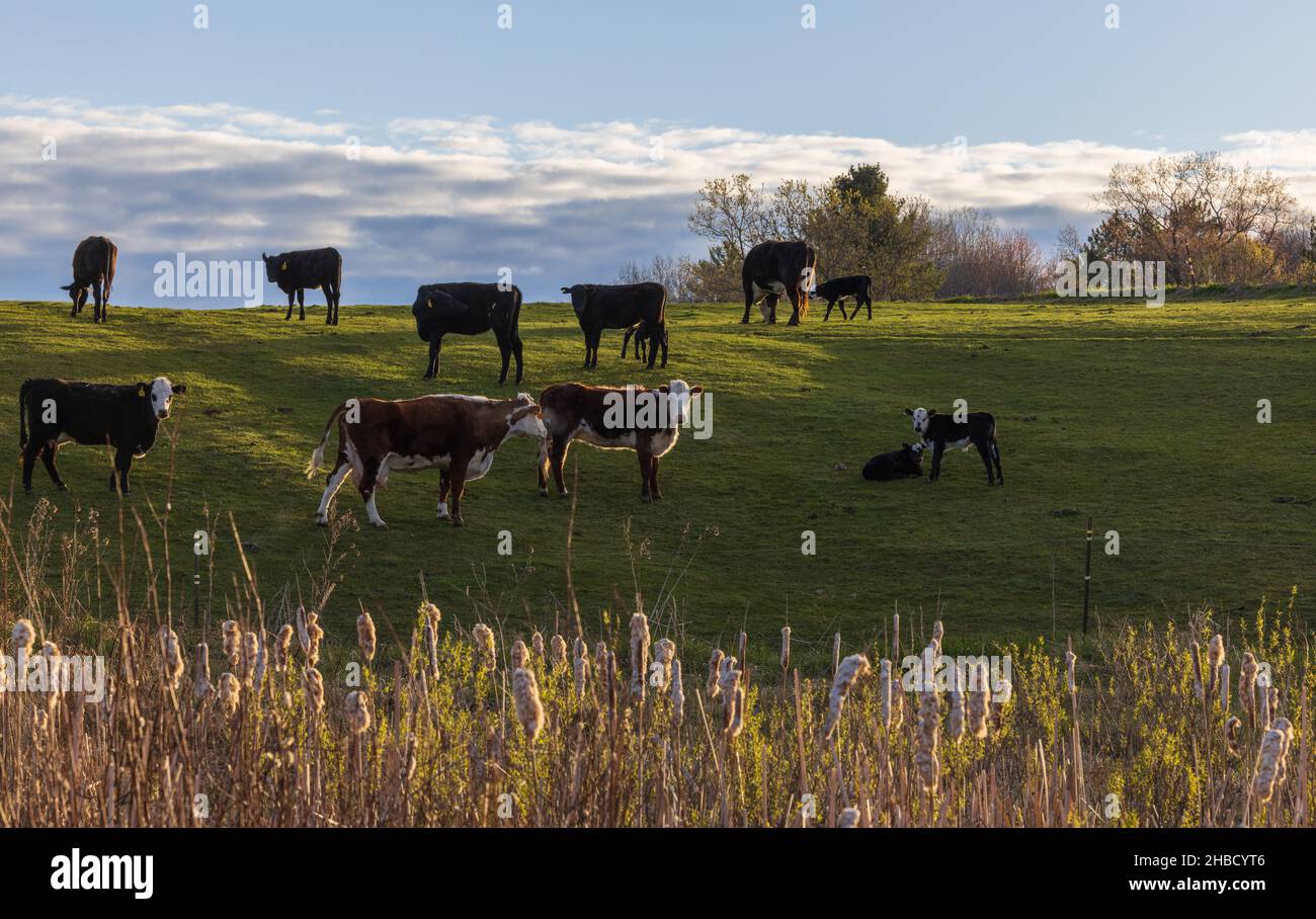 Dairy cows grazing in the early morning in northern Wisconsin Stock ...