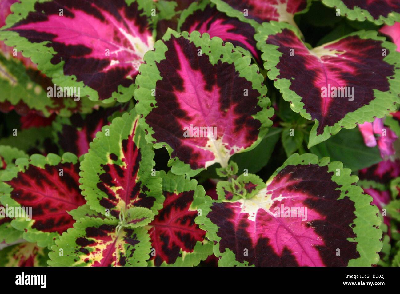LEAVES OF A COLEUS CULTIVAR PLANT. LEAVES CAN VARY IN COLOUR AND SHAPE ...