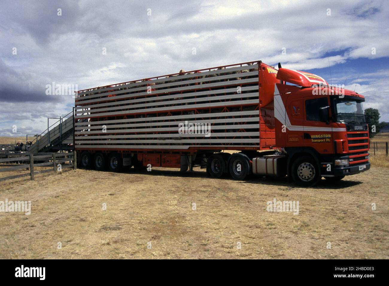 LARGE TRUCK LOADING LIVE SHEEP FOR TRANSPORATION, TASMANIA. AUSTRALIA ...