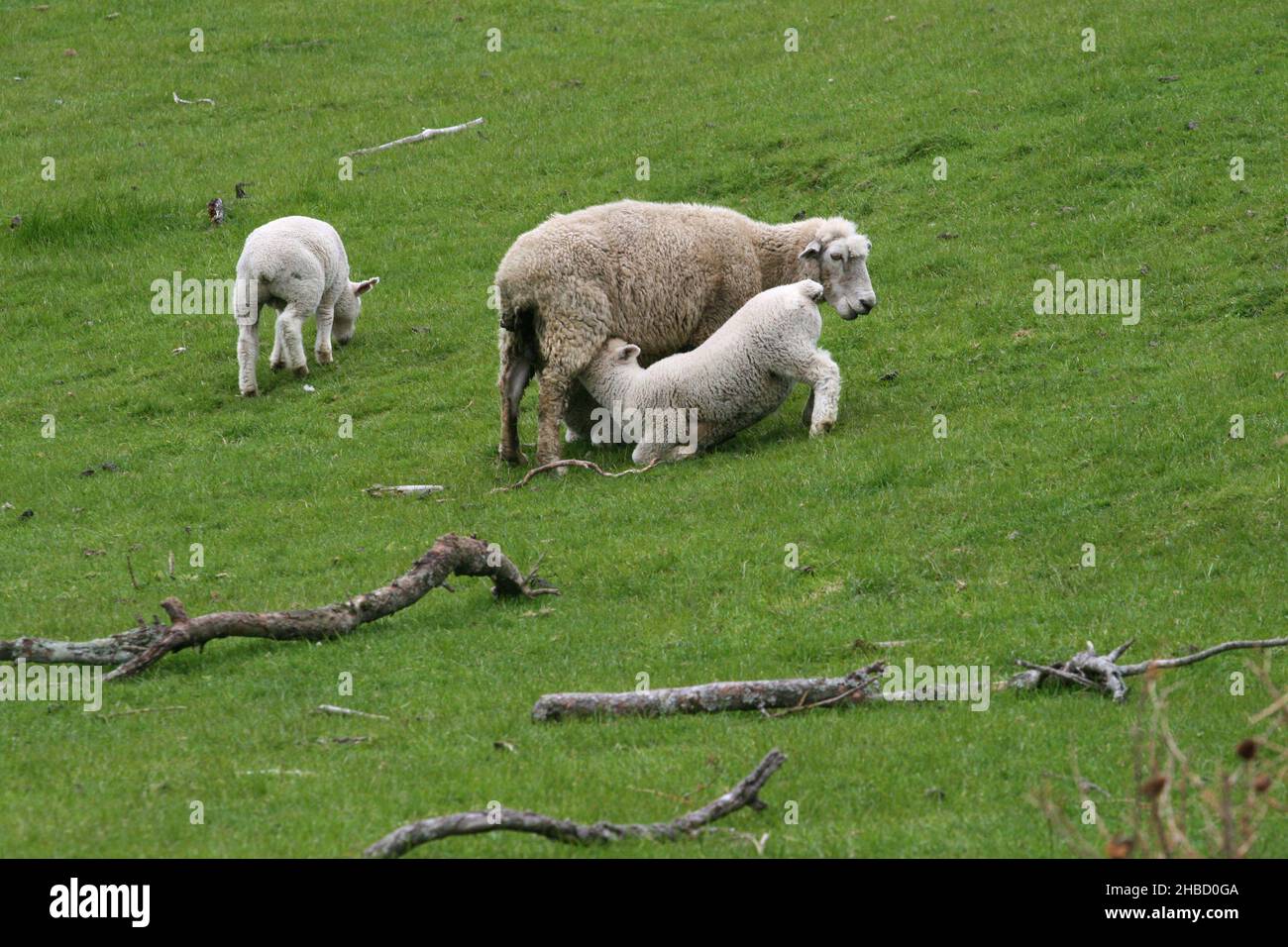 Rural animals hi-res stock photography and images - Alamy