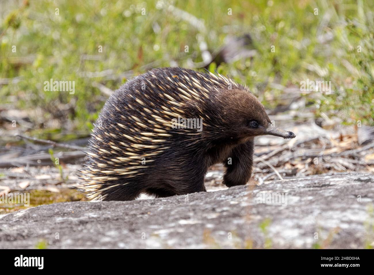 Australian Short-beaked Echidna searching for food Stock Photo - Alamy