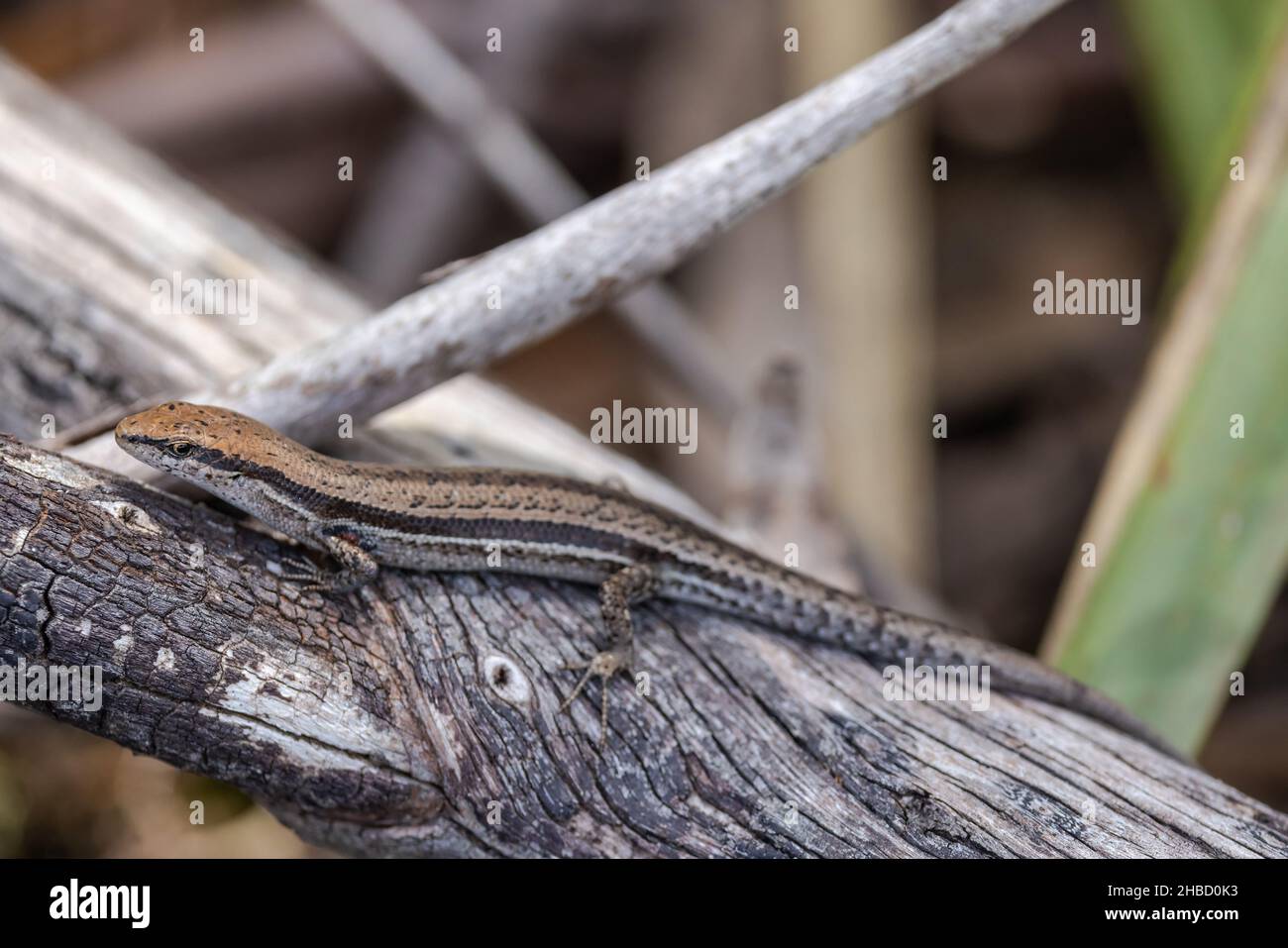 Common tree skink hi-res stock photography and images - Alamy