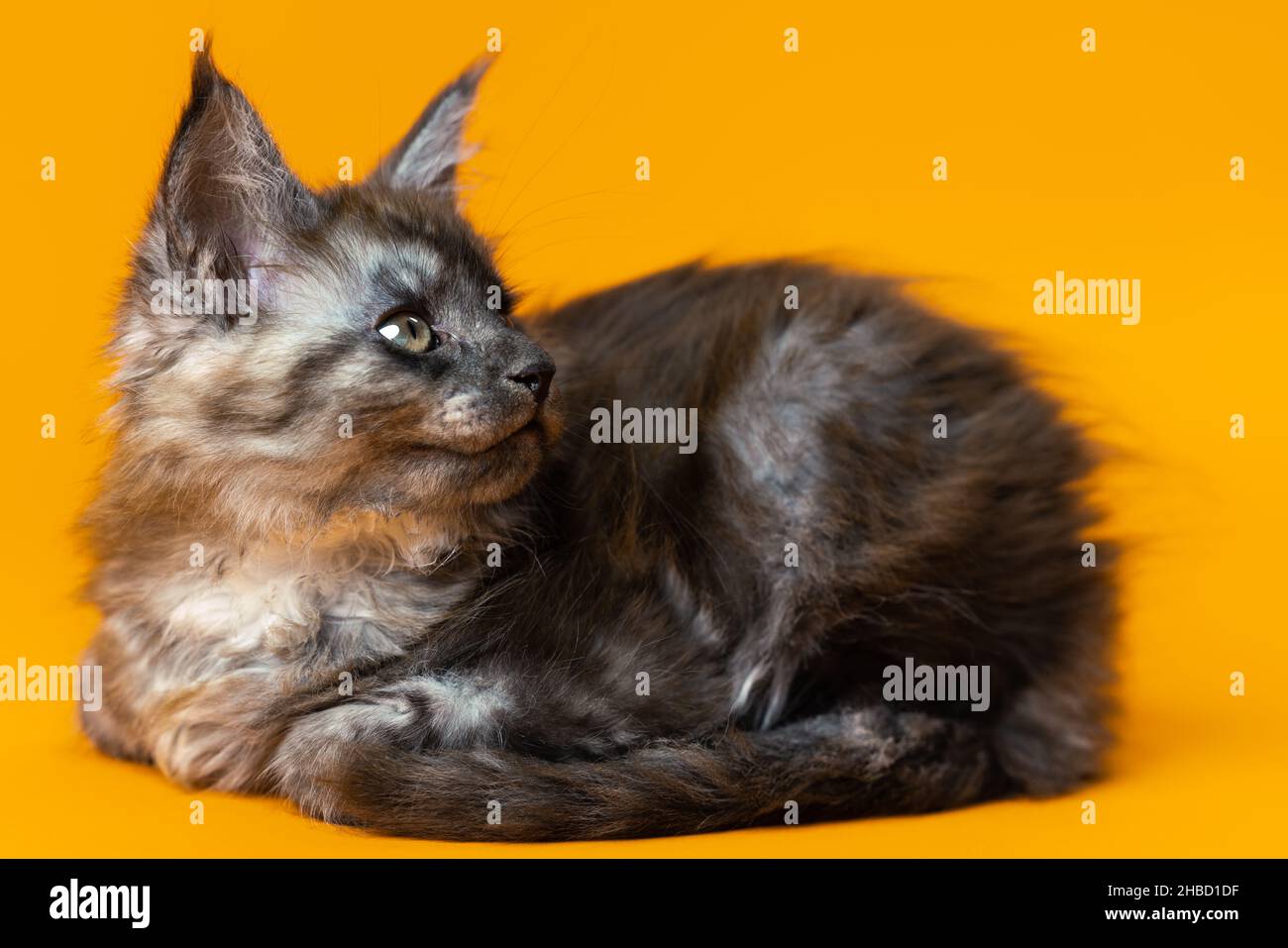 Portrait of little kitten of Maine Shag of color black smoke lying down ...
