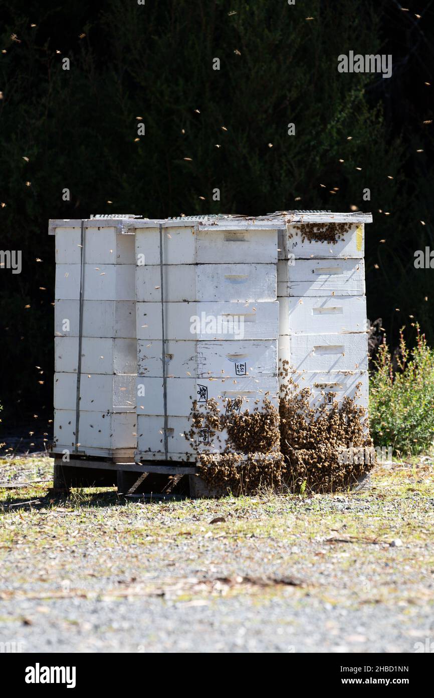 Queen frame beehive honey bees hi-res stock photography and images - Alamy