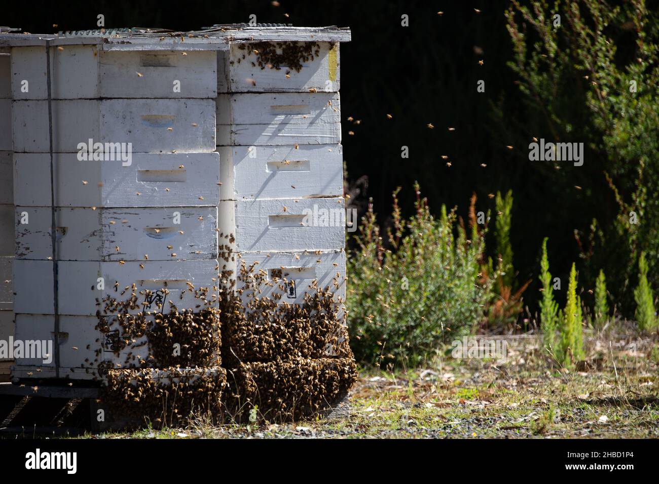 Bees in a container hi-res stock photography and images - Alamy