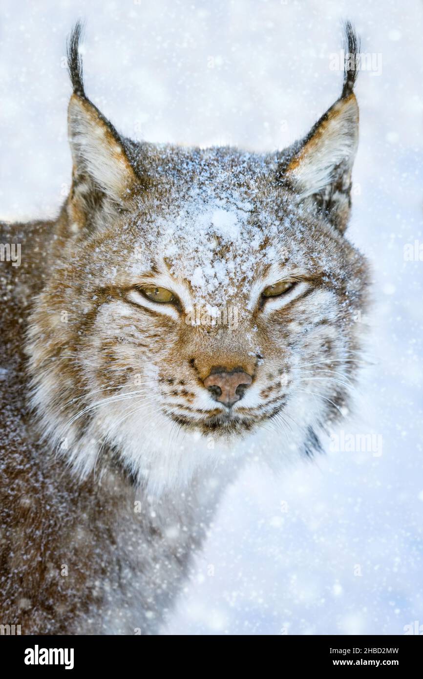 Lynx portrait in the snow. Wildlife scene from winter nature. Wild ...
