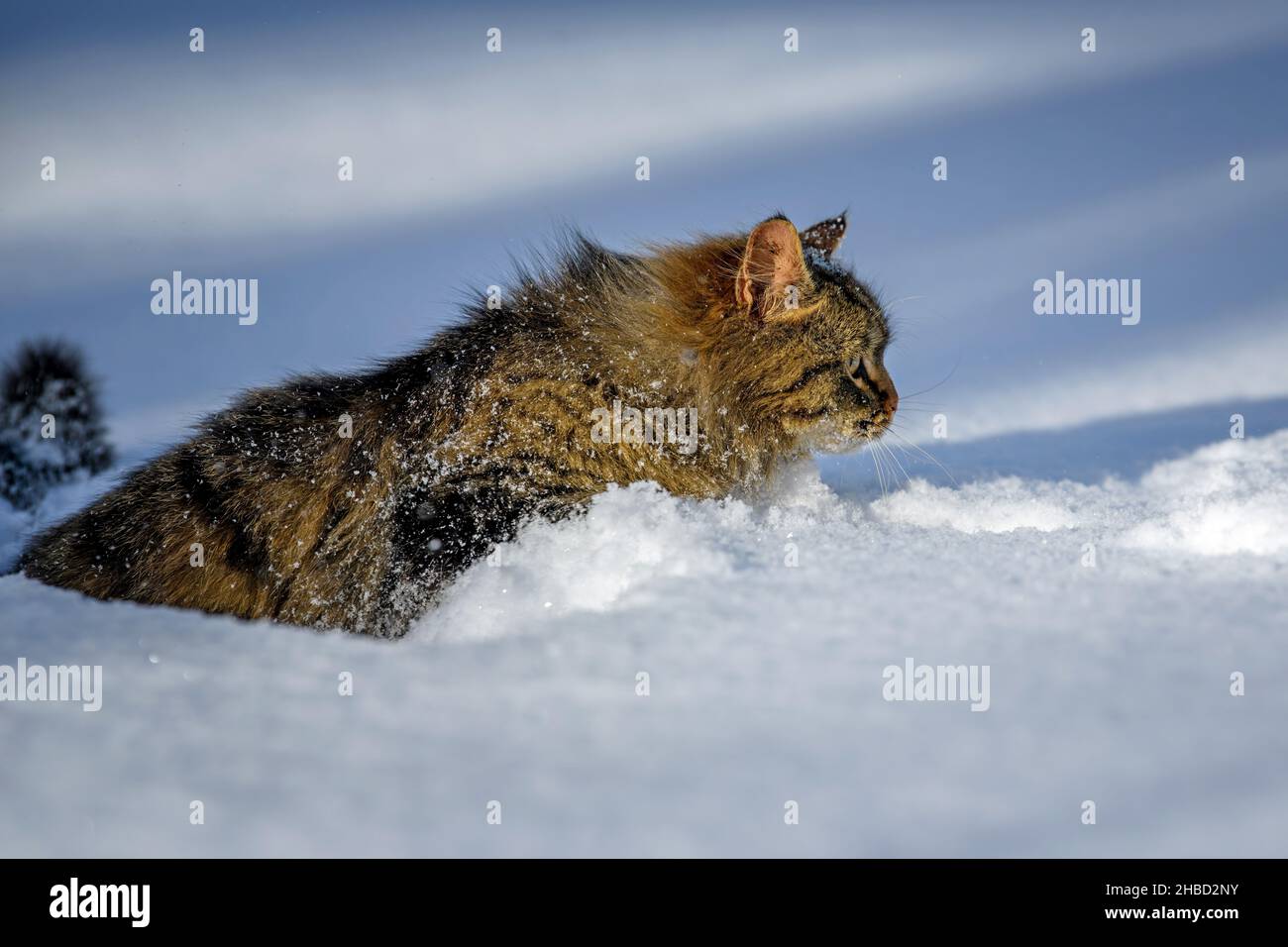 Covered with snow cat. Cat walking in the snow in winter Stock Photo ...