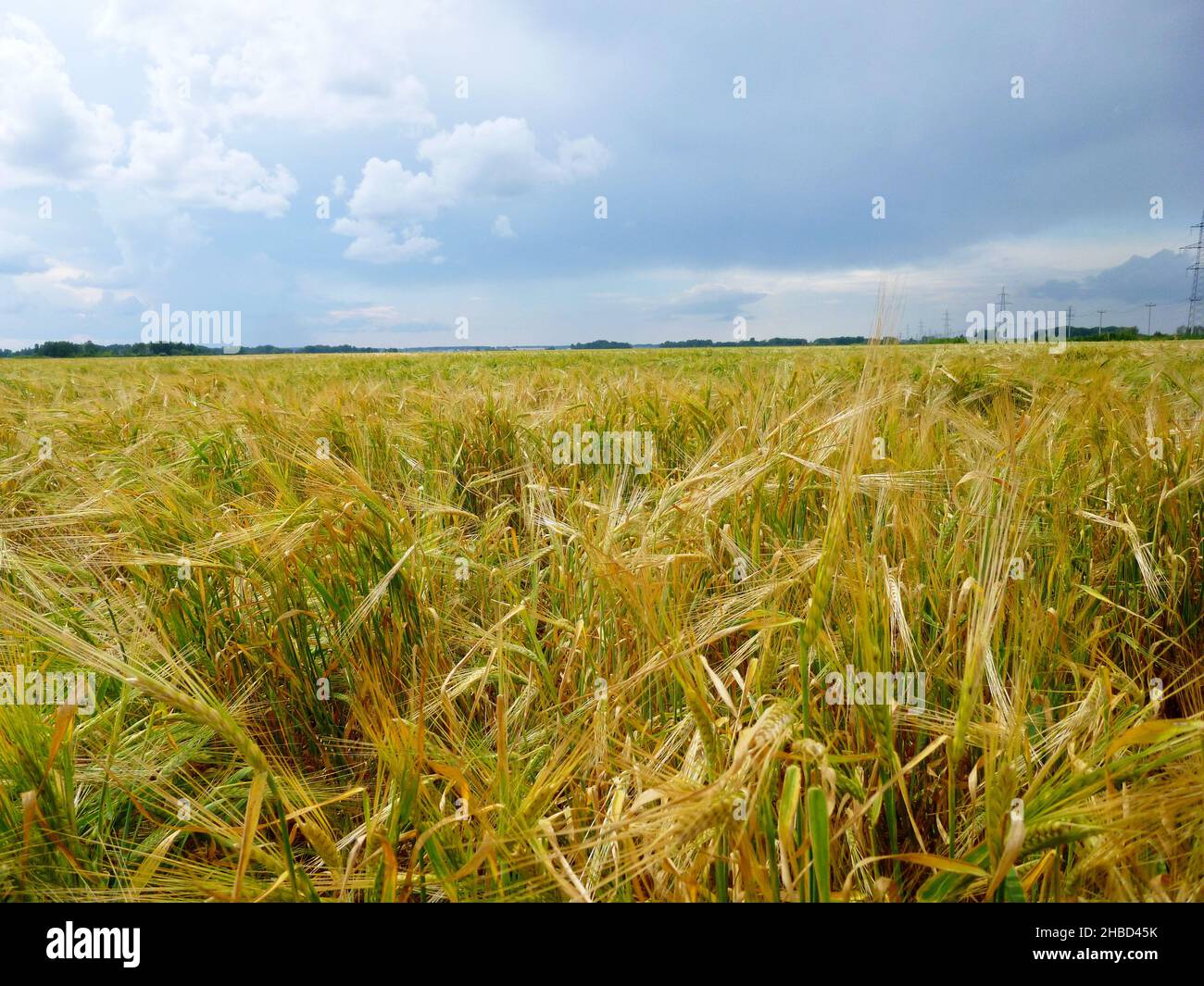 Agricultural rye field under sky with clouds. Harvest theme. Rural ...